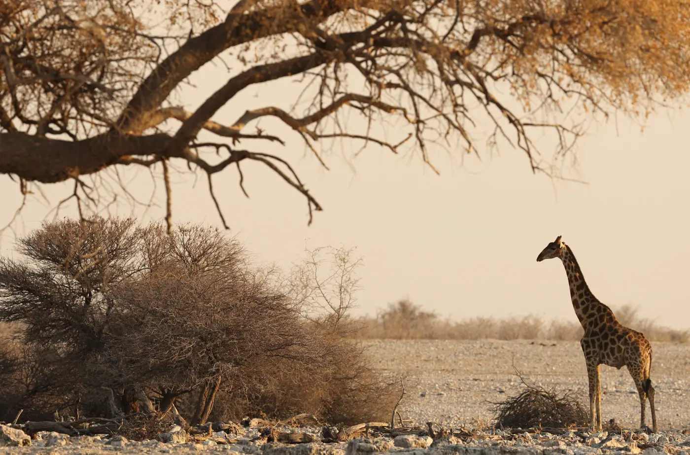 Safari Landscape Giraffe & Tree Custom Print Mural - DNA Wallpaper