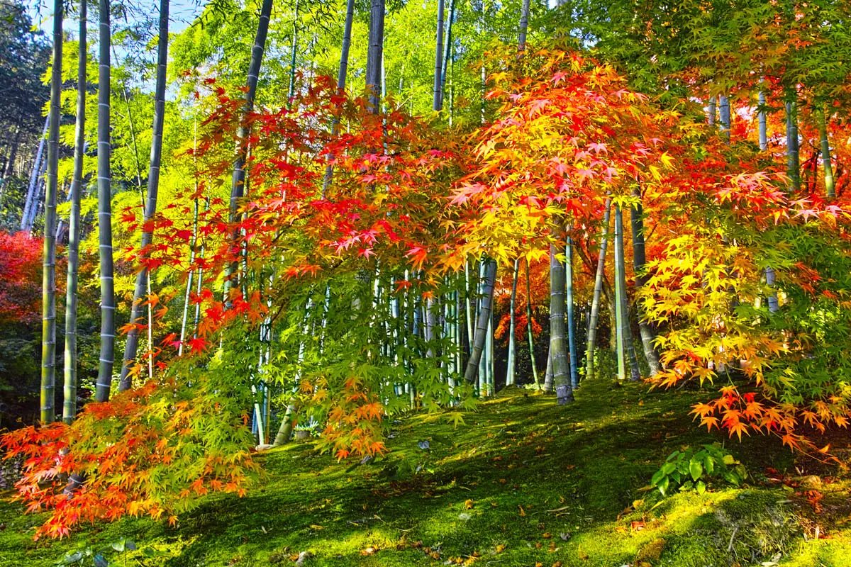 Japanese Colourful Autumn Forest Custom Print Mural - DNA Wallpaper